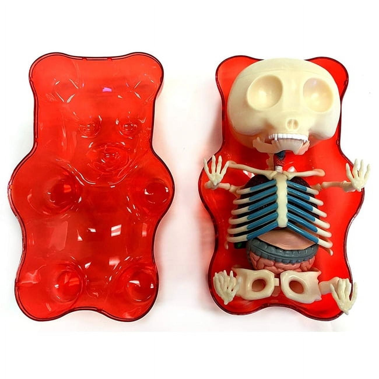 Gummi Bear Anatomy Model (Red) - Walmart.com
