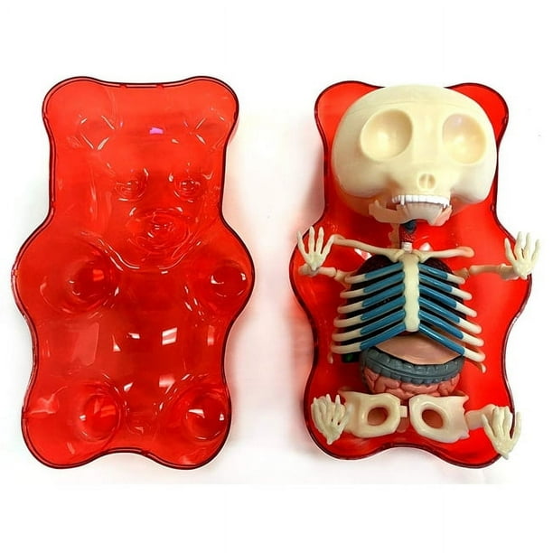Gummi Bear Anatomy Model (Red) - Walmart.com