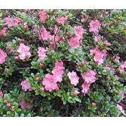 Azalea Dwarf