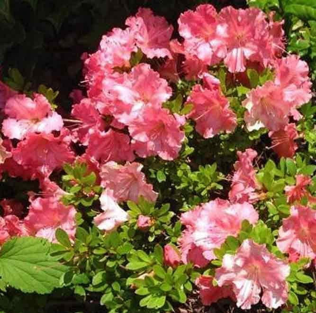 Gumpo Pink Dwarf Azalea-Miniature Azalea. Dense, Low & Mounding. Late ...