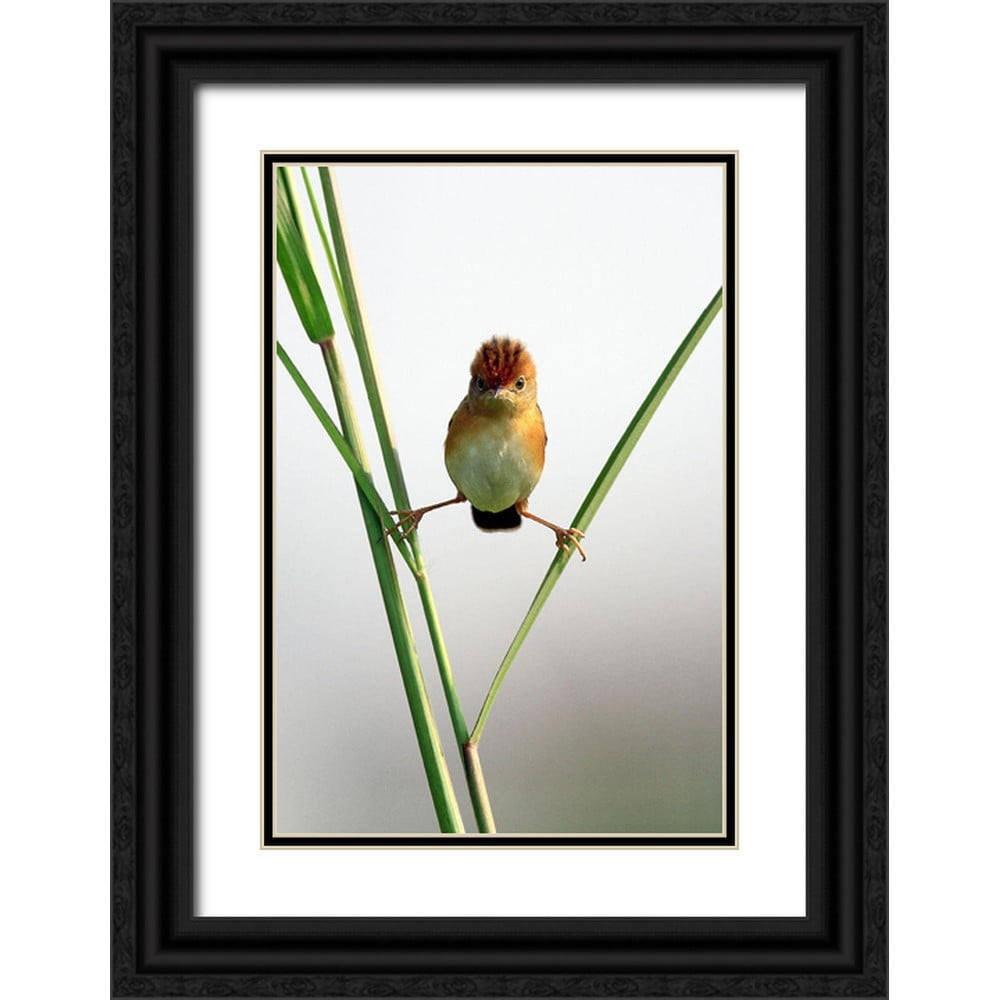 Gunawan, Lina 11x14 Black Ornate Wood Framed with Double Matting Museum ...