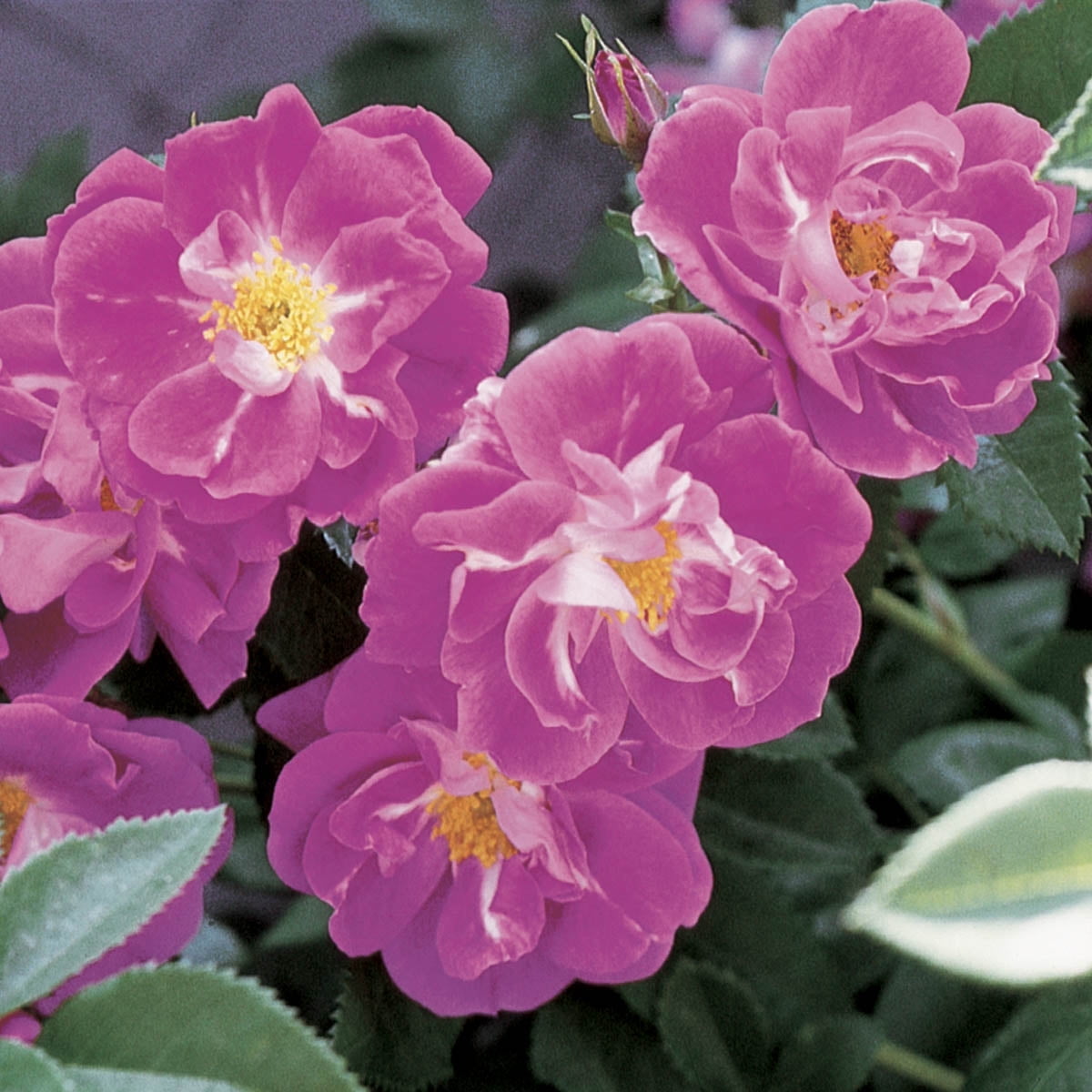 William Baffin Hardy Climbing Rose, Dormant Bare Root Plant, Deep Pink ...