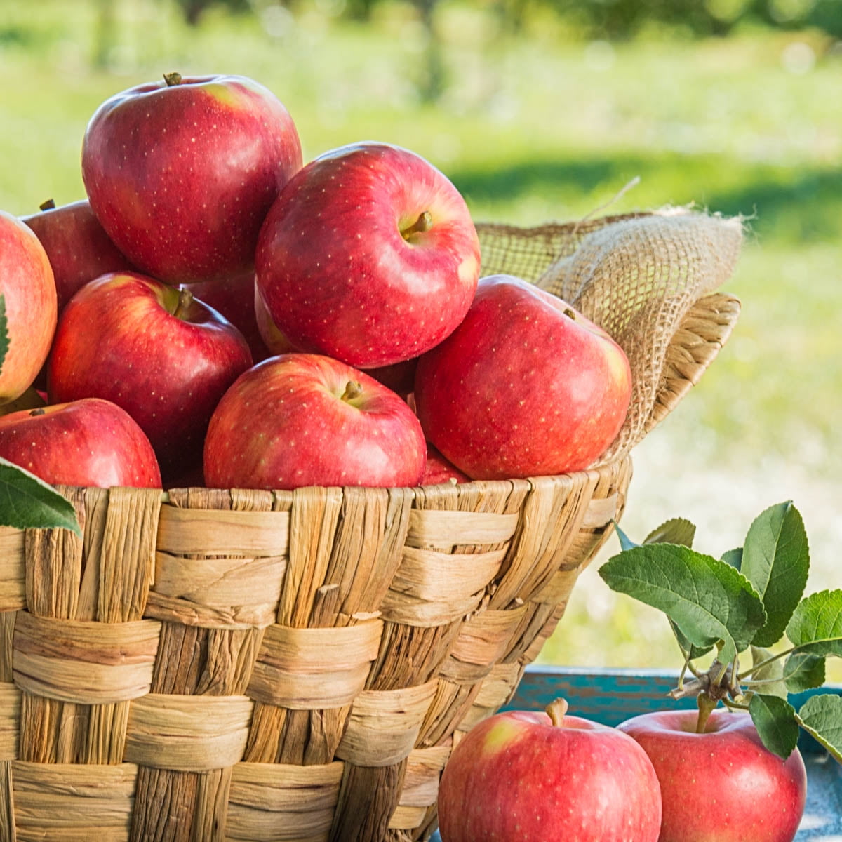 Gurney's Baker's Delight Apple Tree, Reachable Tree with tender texture ...