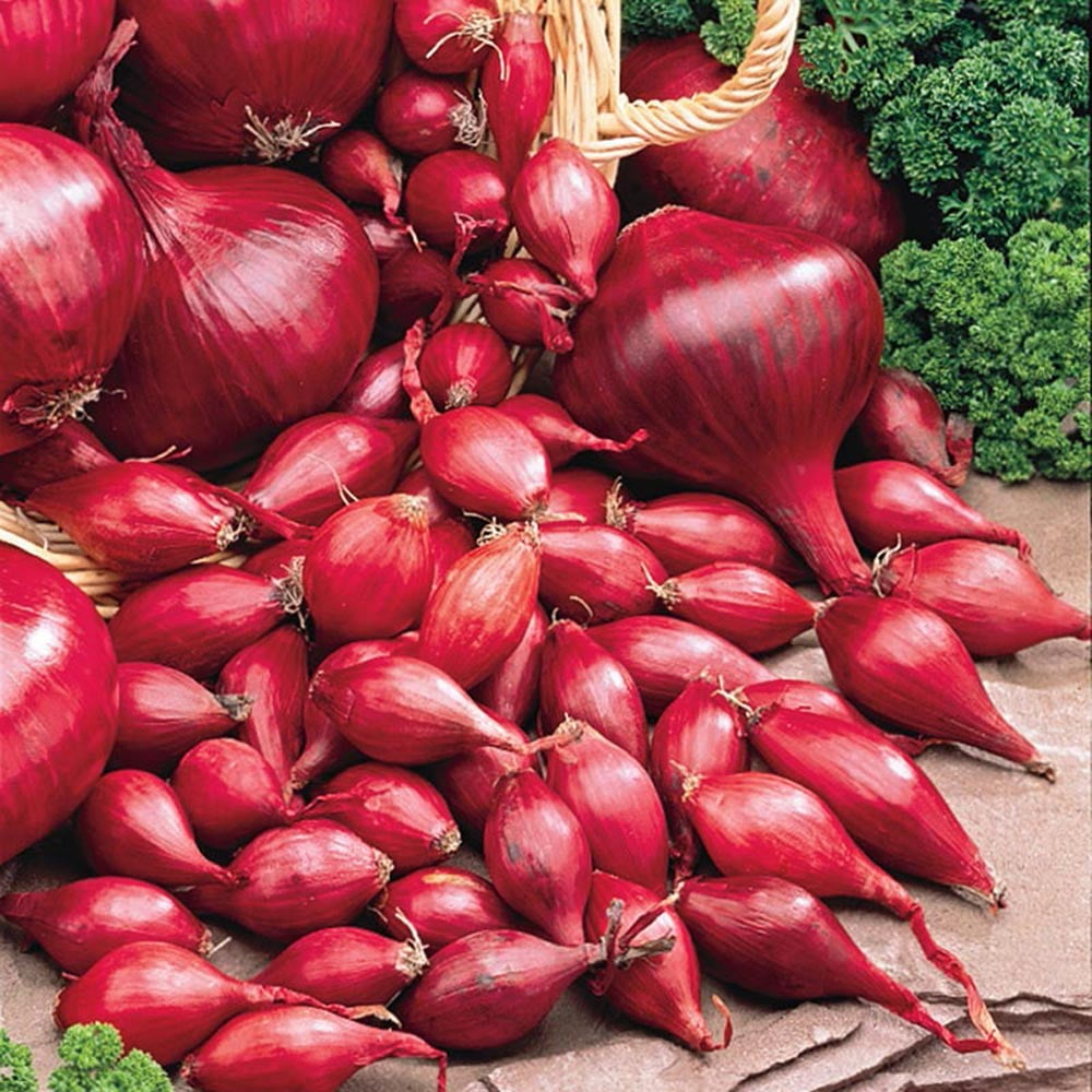 Gurney's Red Onion Plant Bulbs (80 Count), Hardy in USDA Zones 3 to 9 ...