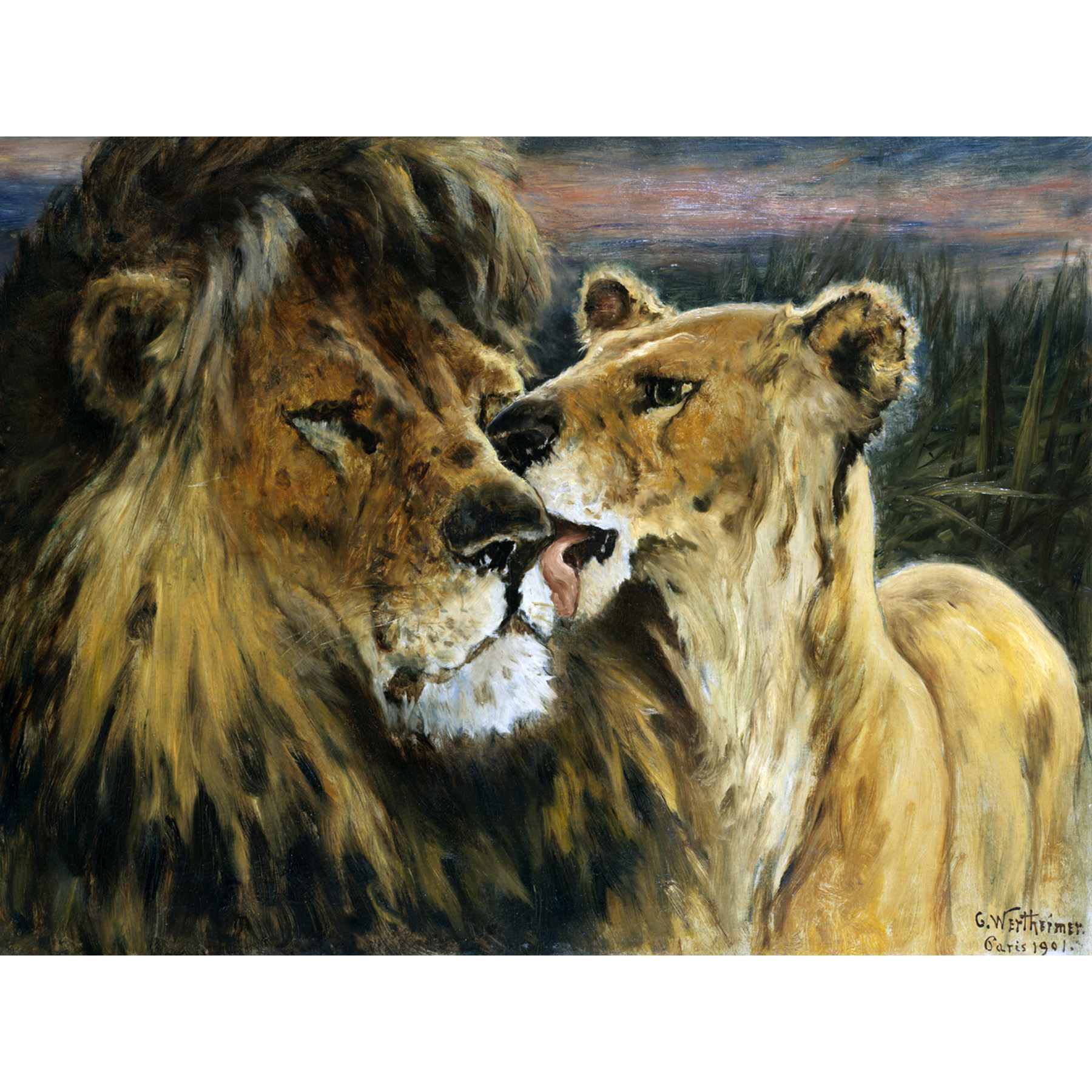 Gustav Wertheimer Lion Couple Nature Animal Painting Extra Large XL ...