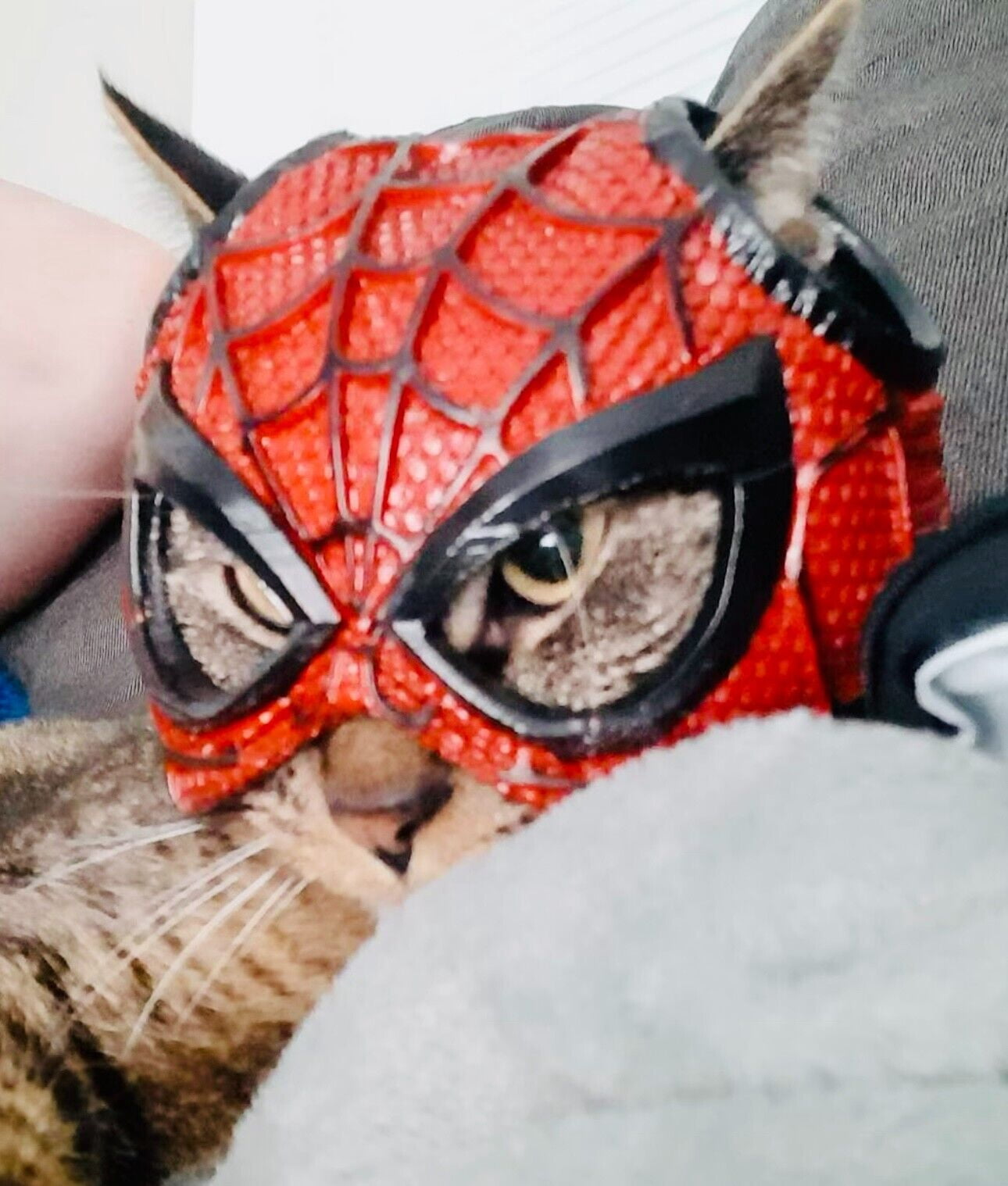 Guvpev 3D Printed Spider Cat Mask Cosplay, Spider Hero Man Cat Hat ...
