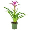 Guzmania hybrid Pink - Walmart.com