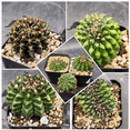 Gymnocalycium Crested Cactus Set of 3 Unique Rare Special Bright Cacti ...