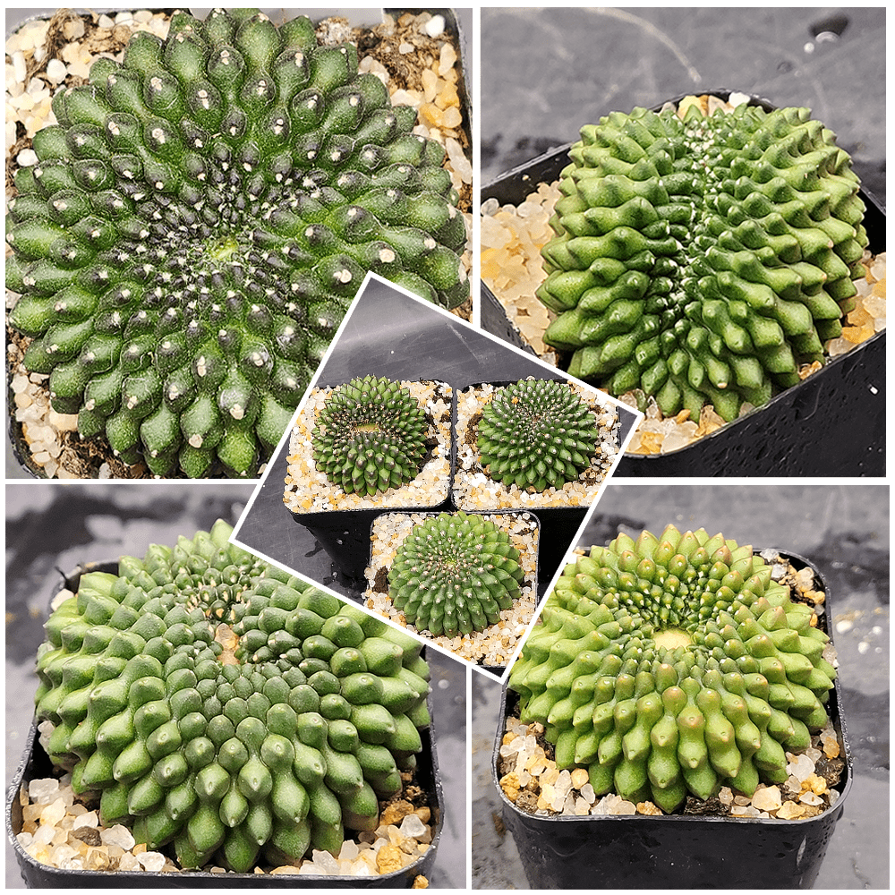 Gymnocalycium Crested Thornless Cactus Unique Rare Special Bright Cacti ...