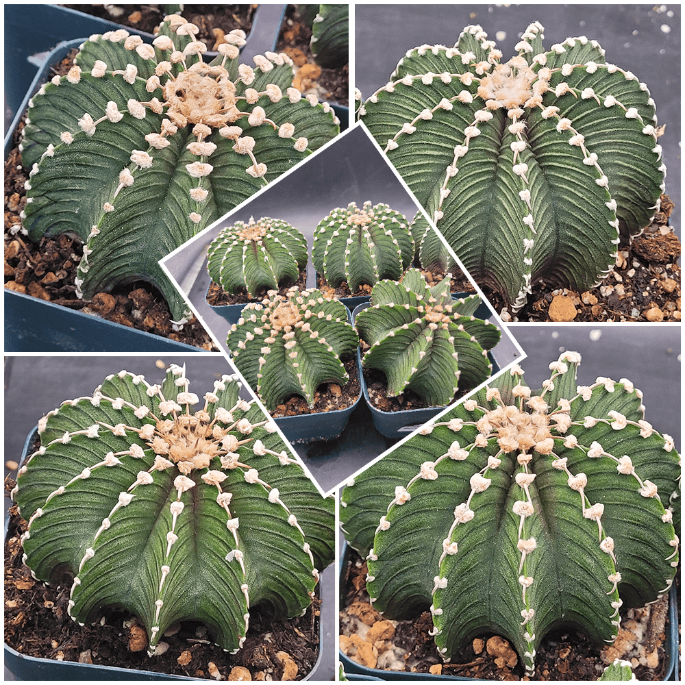 🌵 Gymnocalycium Friedrichii LB2178 – 3.25" Pot - Walmart.com