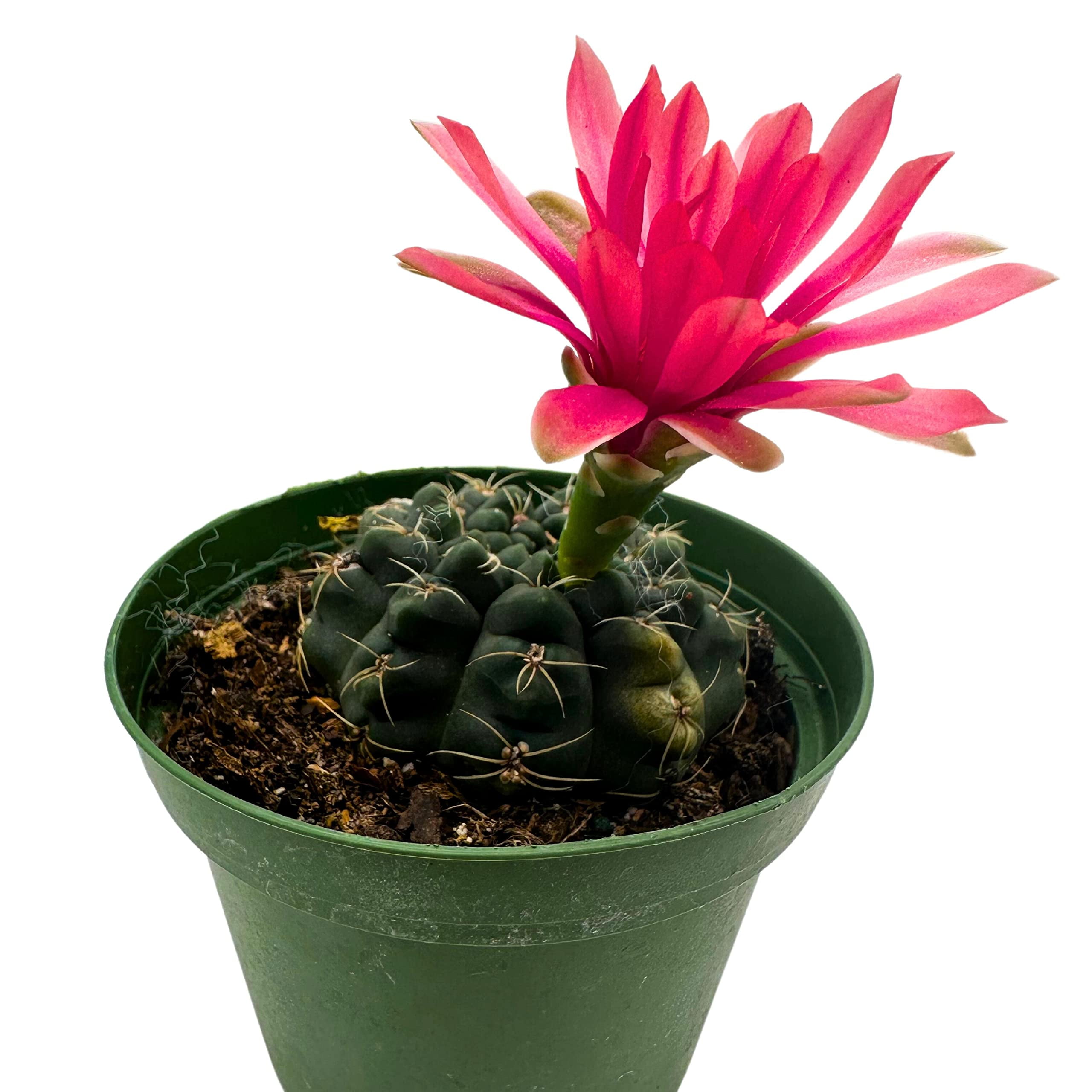 Gymnocalycium baldianum Thread Cactus, Very Filled 4 inch Pot - Walmart.com