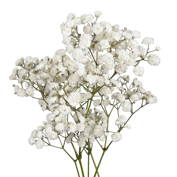 Bloomingmore White Baby's Breath Fresh Cut Flowers, 5 Bunches, Farm ...