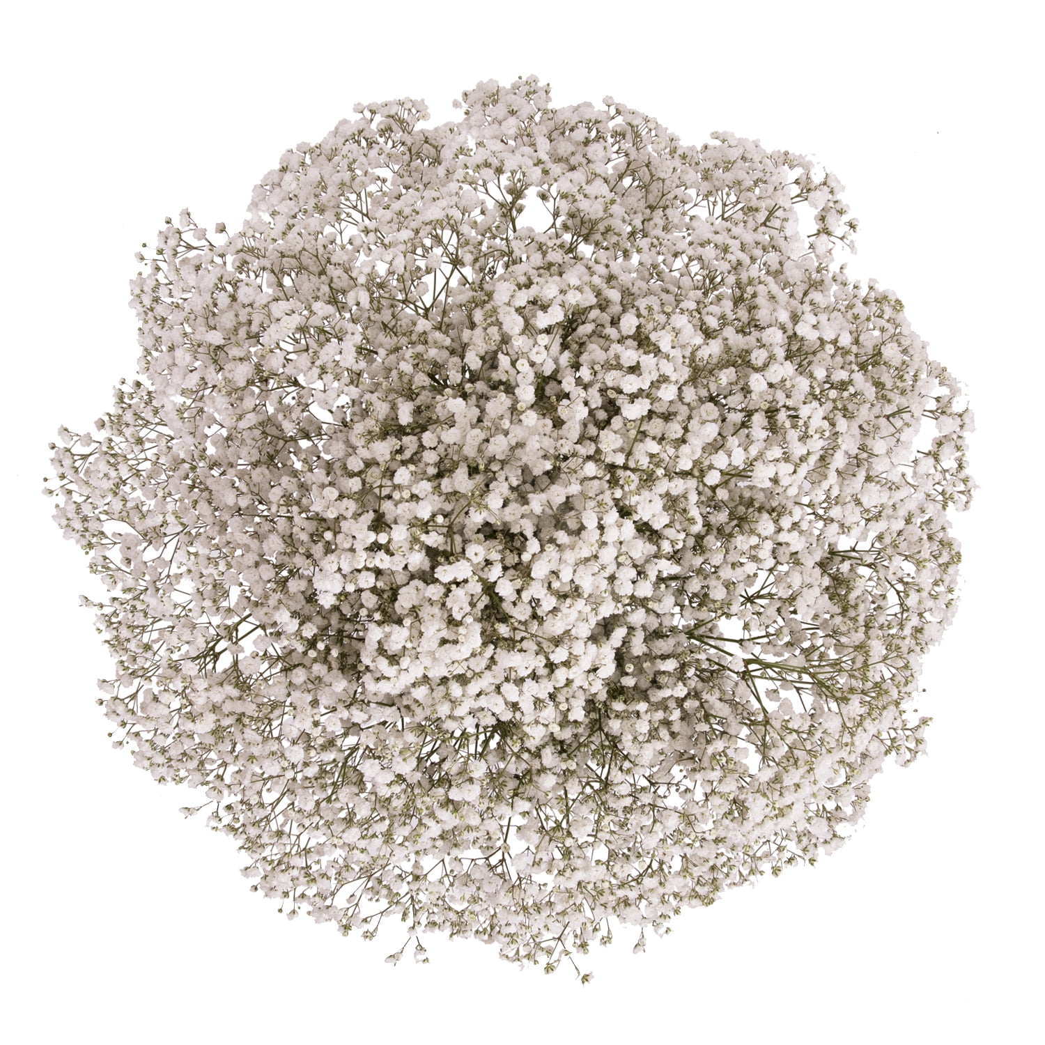 Gypsophilia, Xlence 8 Bunches of White Baby's Breath Farm Direct Fresh ...