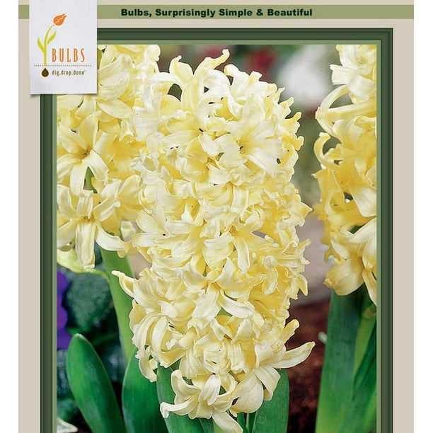 Gypsy Princess Hyacinth - 5 Bulbs - 15/16 cm Bulbs - Walmart Business Supplies