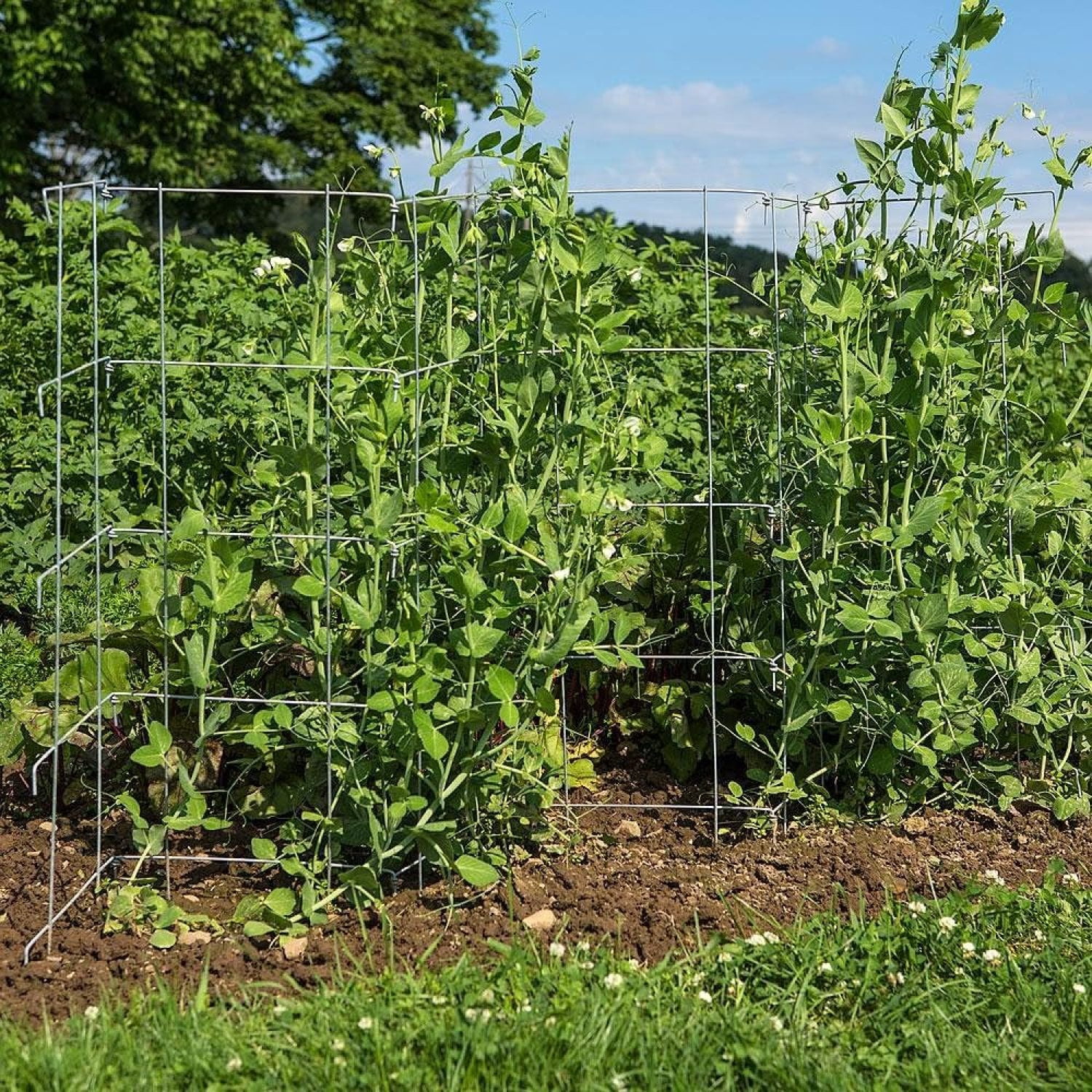 Pea Fence Straw Bale Garden Expandable Galvanized Steel 40-80 inch High ...