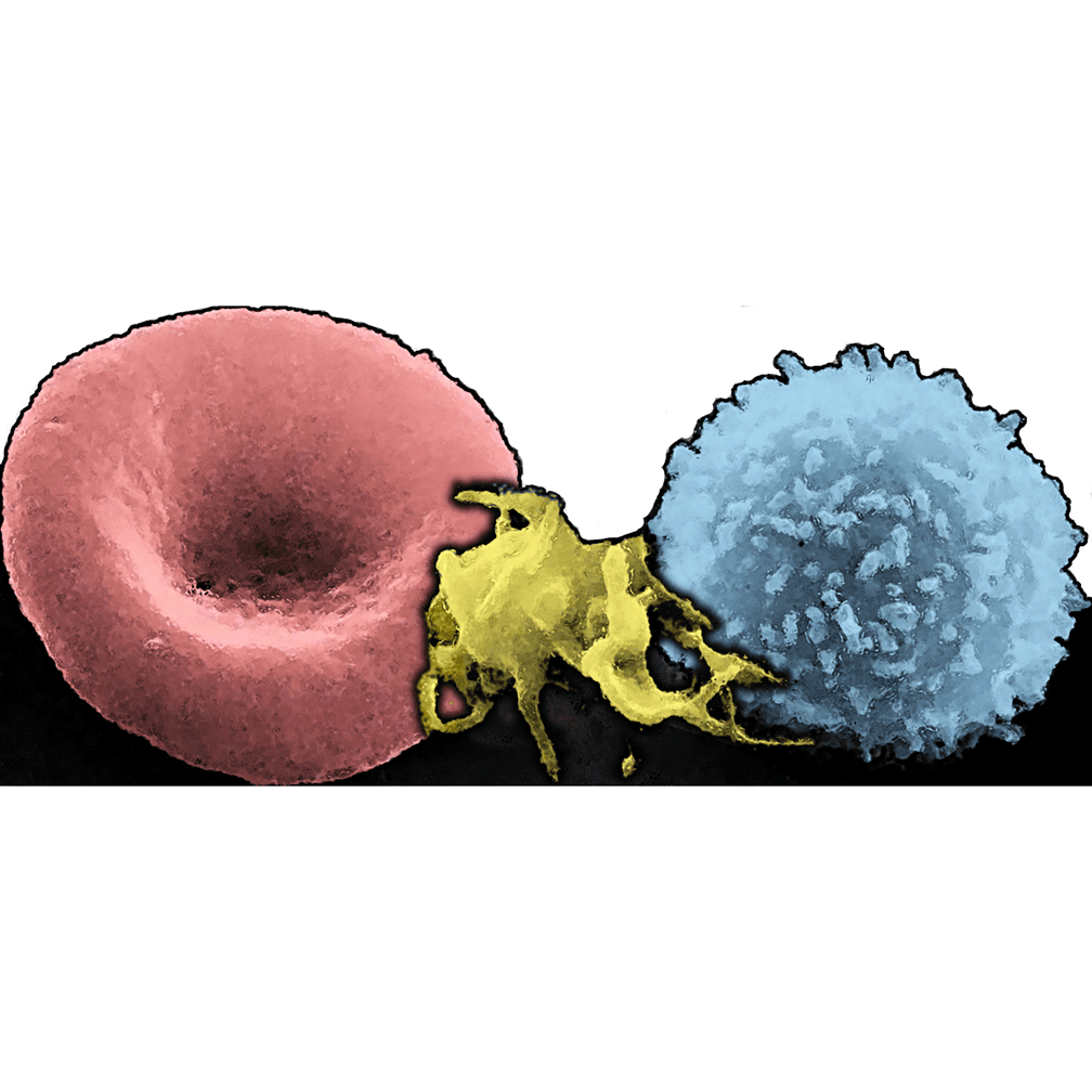 H88004 Blood Cells magnified Microscope Cardboard Cutout - Walmart.com