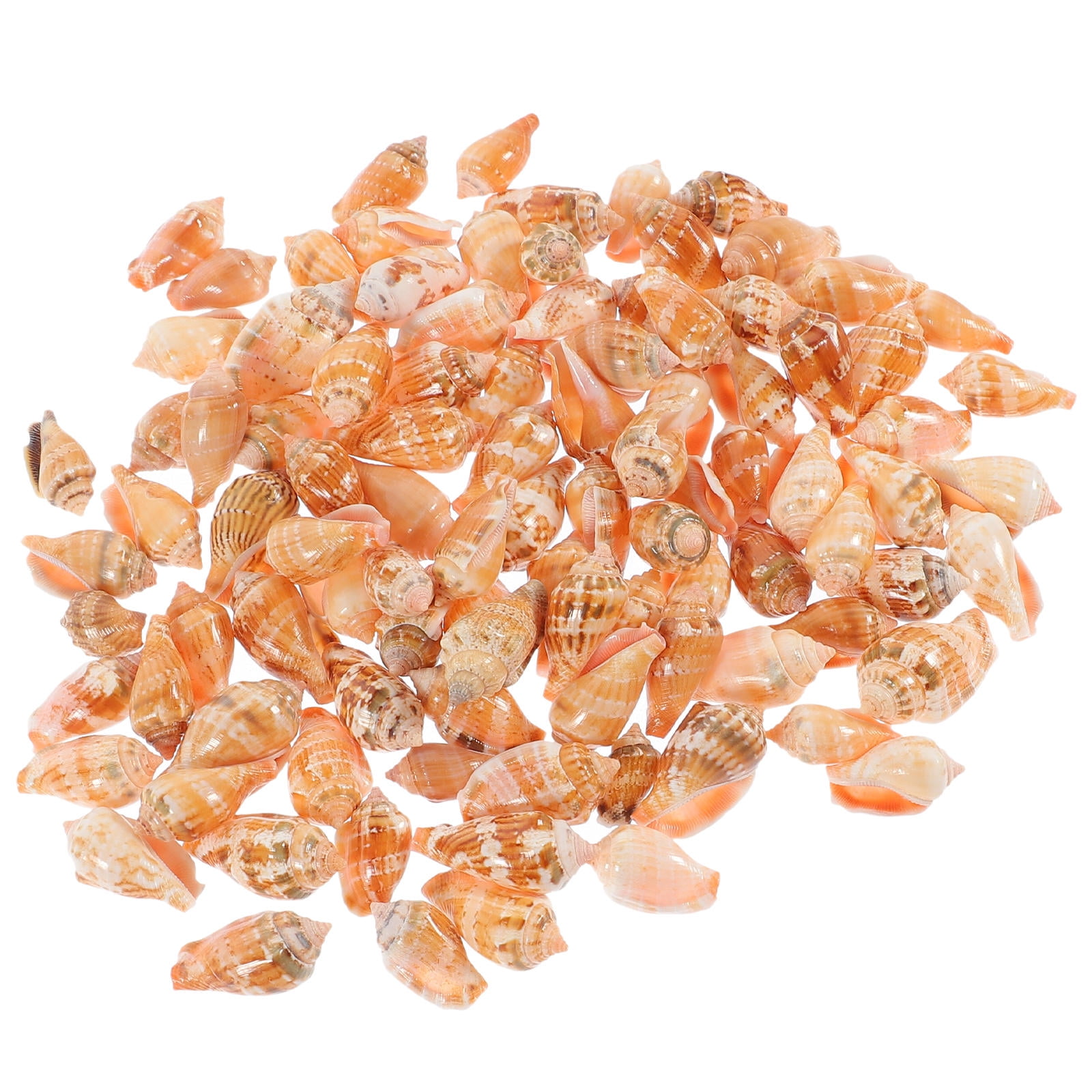 HAMPPLIES 100Pcs Diy Sea Shell Conch for Terrariums Shells for Craft ...