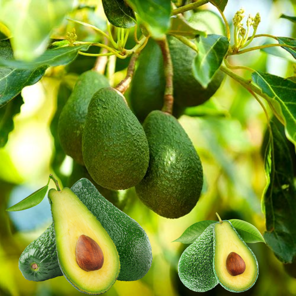 HASS Avocado Tree Live Plant, Cold Hardy and Creamy Avocados Plant for ...