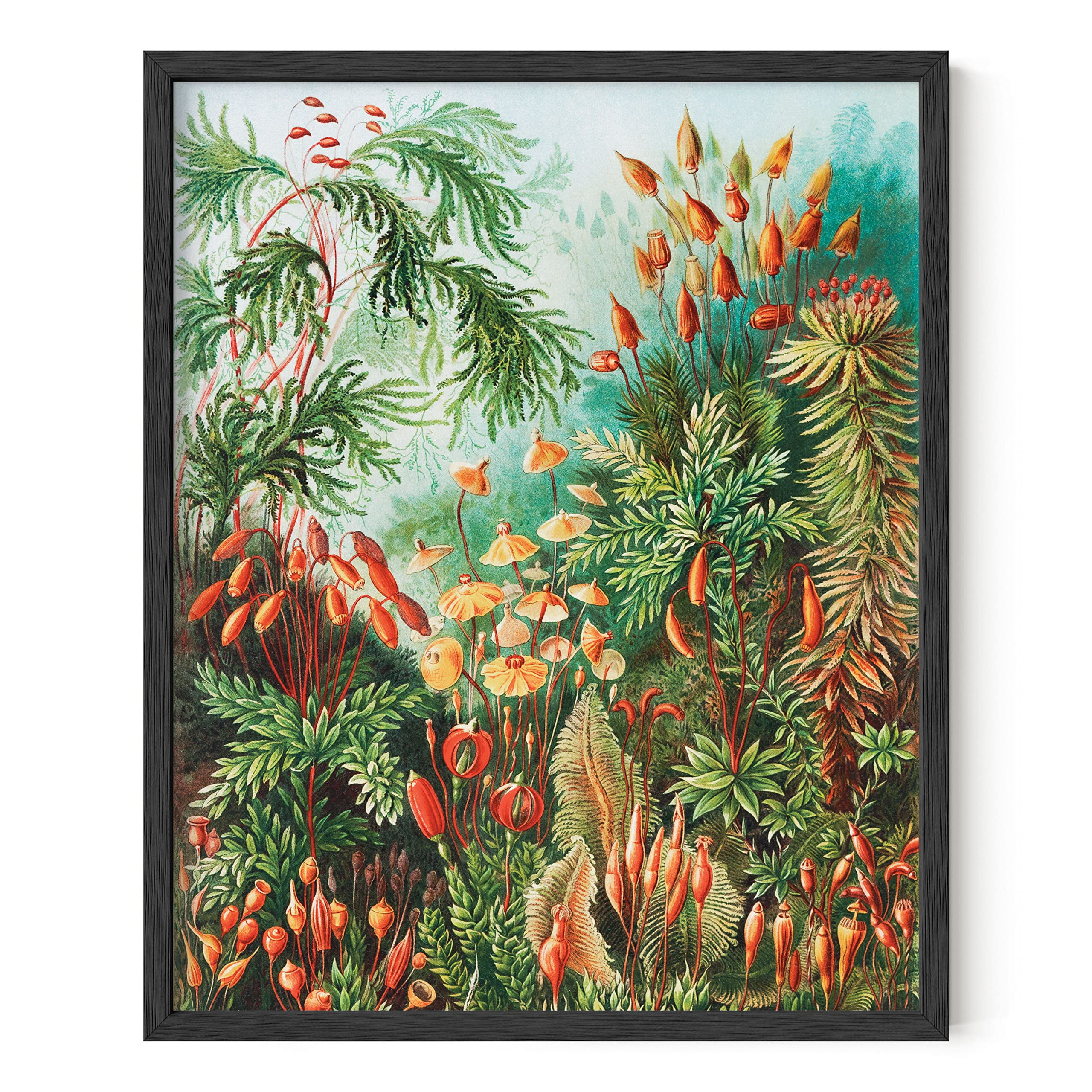 HAUS AND HUES Ernst Haeckel Poster & Vintage Botanical Prints - Vintage ...