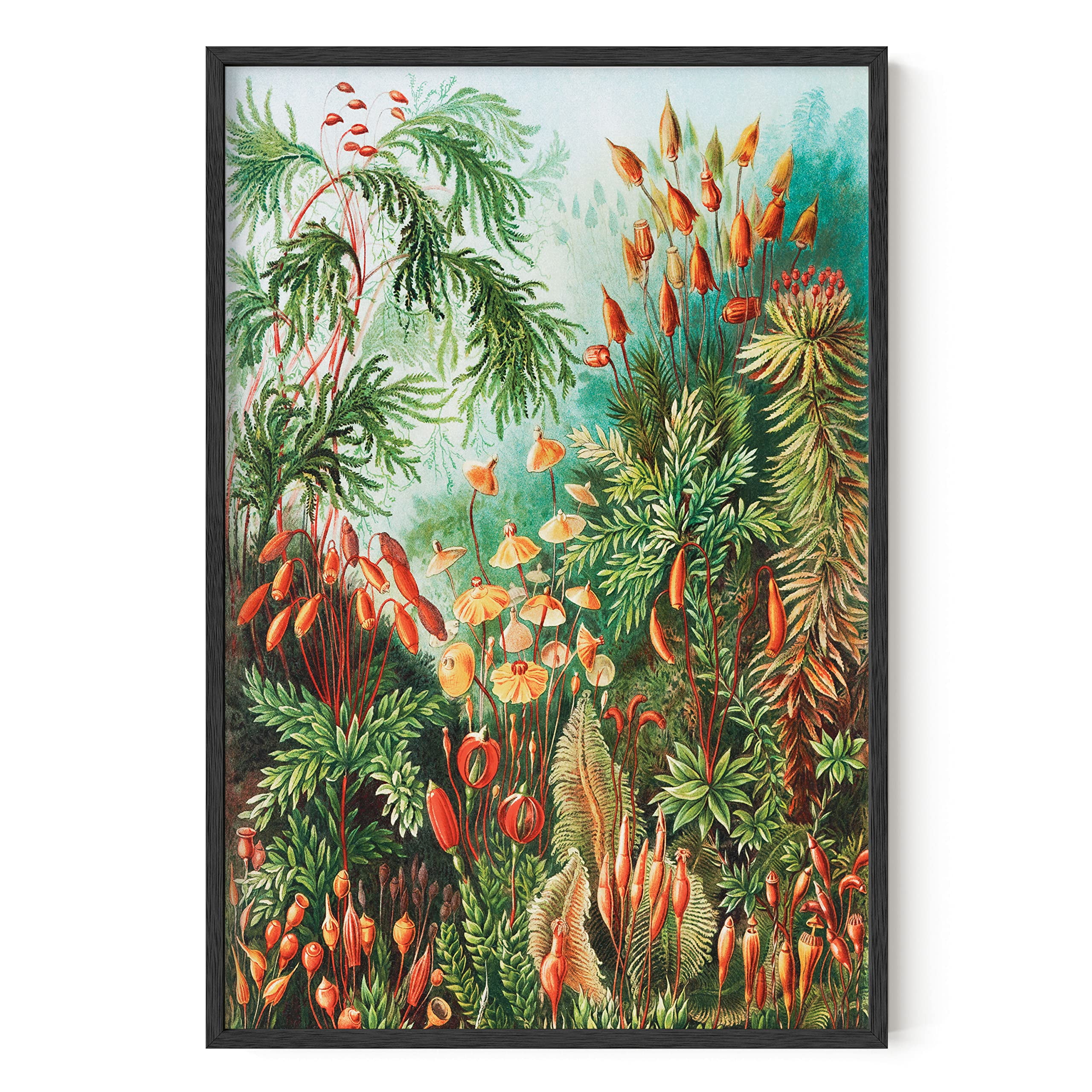 HAUS AND HUES Ernst Haeckel Poster & Vintage Botanical Prints - Vintage ...