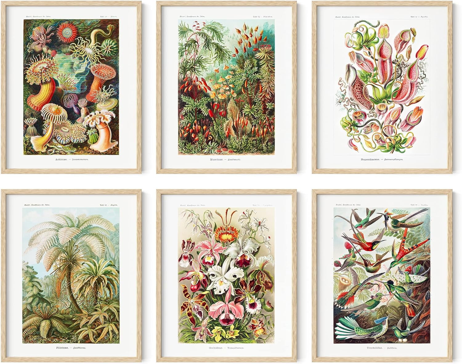HAUS AND HUES Haeckel Posters & Vintage Botanical Prints - Set of 6 ...