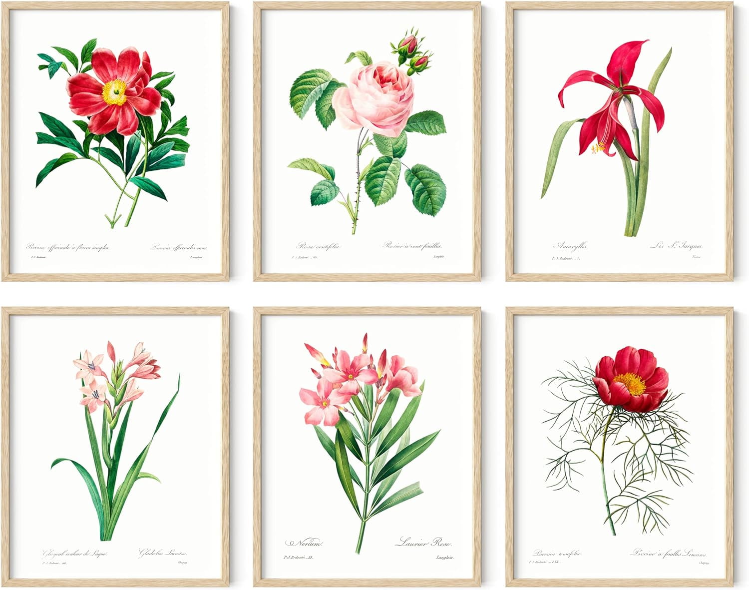 HAUS AND HUES Haeckel Posters & Vintage Botanical Prints - Set of 6 ...