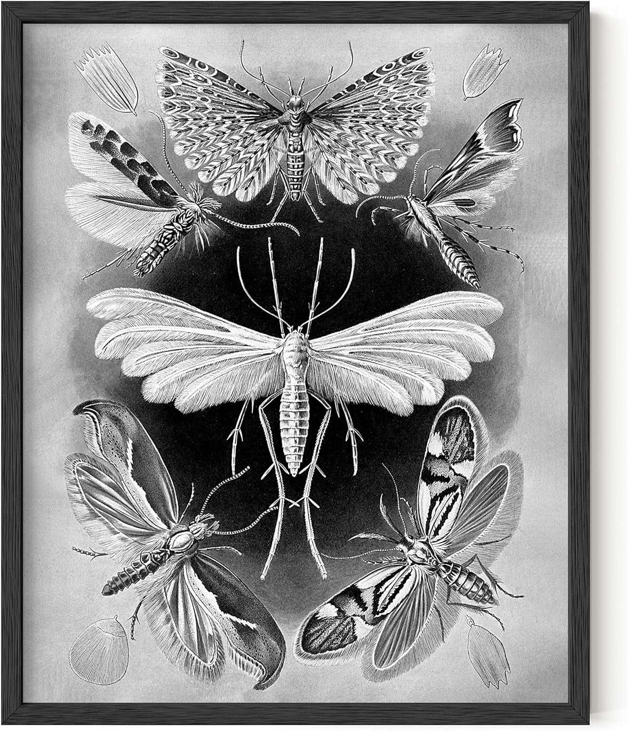 HAUS AND HUES Haeckel Prints Gothic Wall Decor - Goth Room Decor ...