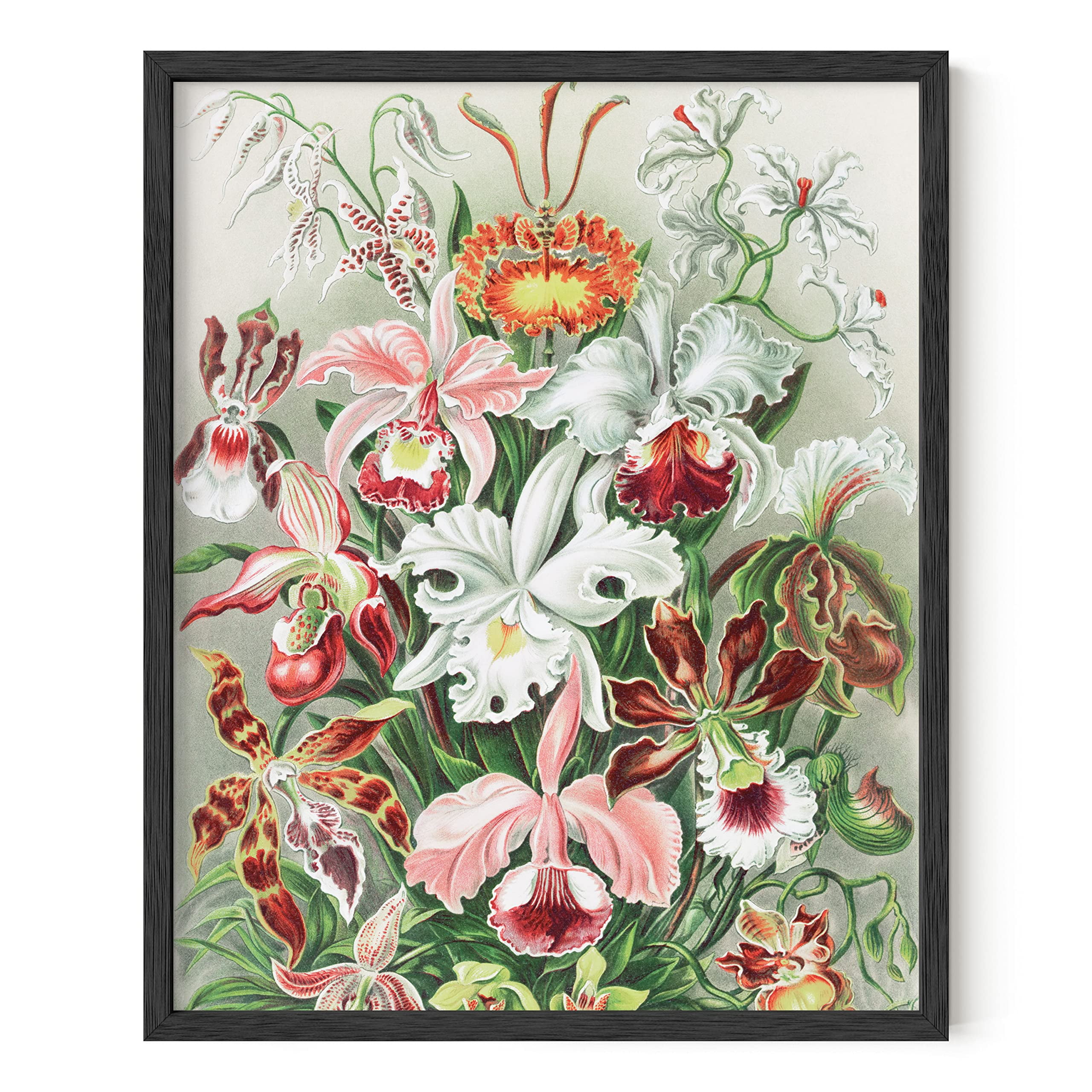 HAUS AND HUES Vintage Flower Poster & Botanical Wall Art - Haeckel ...