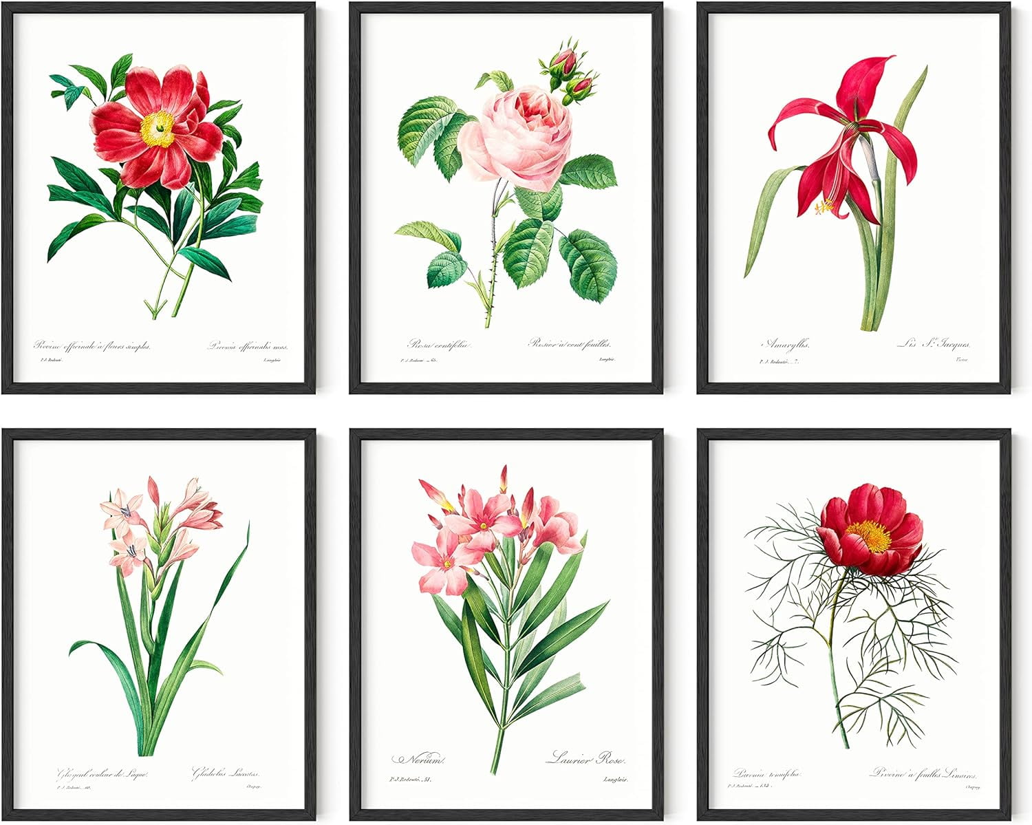 HAUS AND HUES Vintage Flower Posters and Prints - Set of 6 Wildflower ...