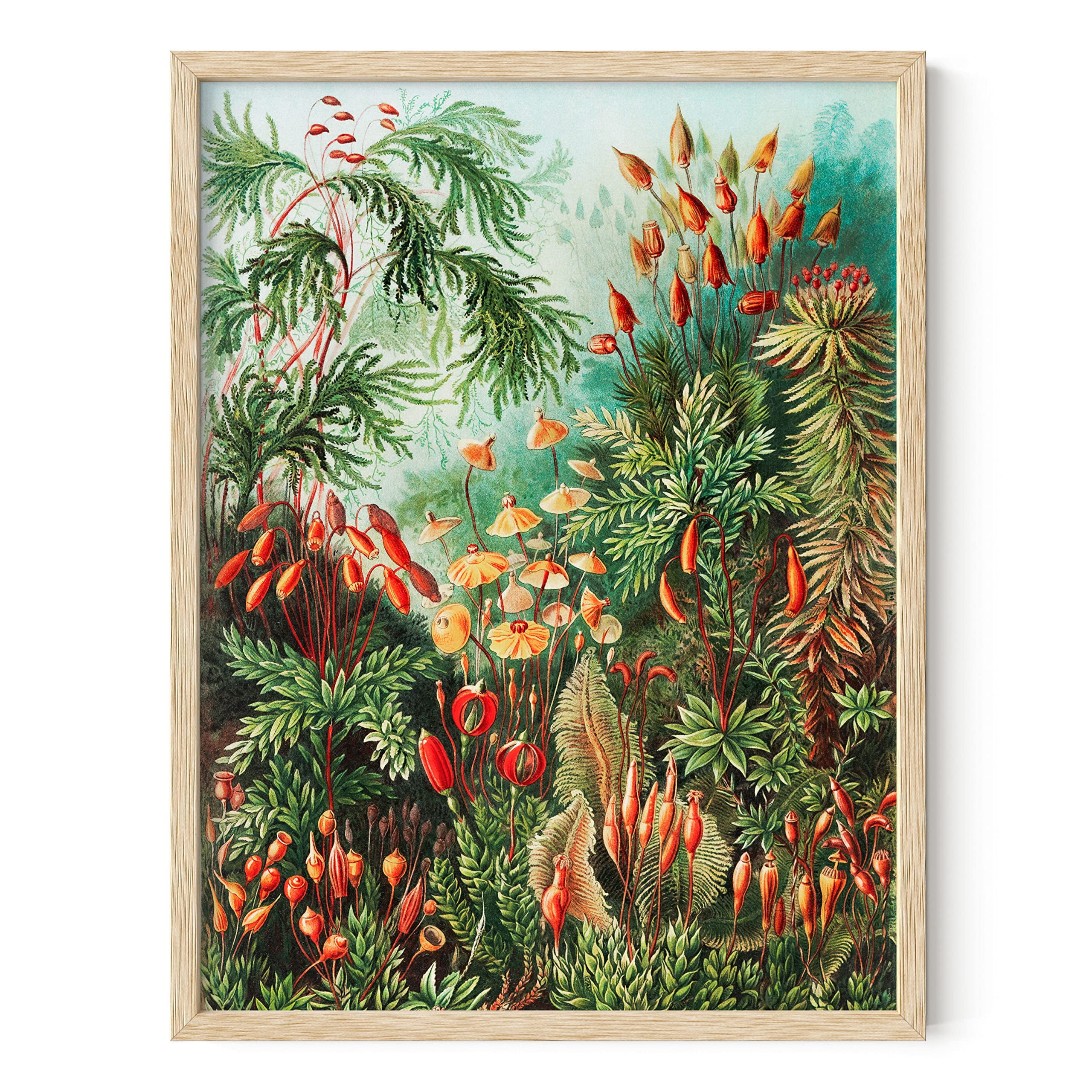 HAUS AND HUES Ernst Haeckel Poster & Vintage Botanical Prints Vintage ...