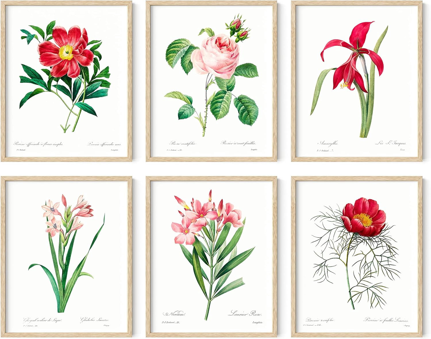 HAUS AND HUES Haeckel Posters & Vintage Botanical Prints - Set of 6 ...