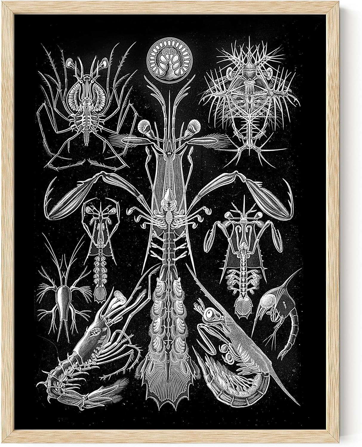 HAUS AND HUES Haeckel Prints Gothic Wall Art - Creepy Wall Art, Weird ...