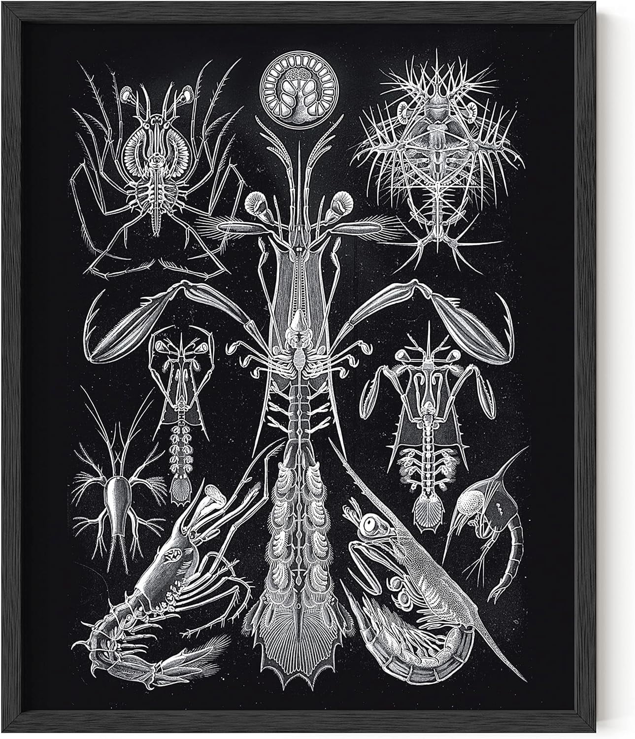 HAUS AND HUES Haeckel Prints Gothic Wall Art - Creepy Wall Art, Weird ...