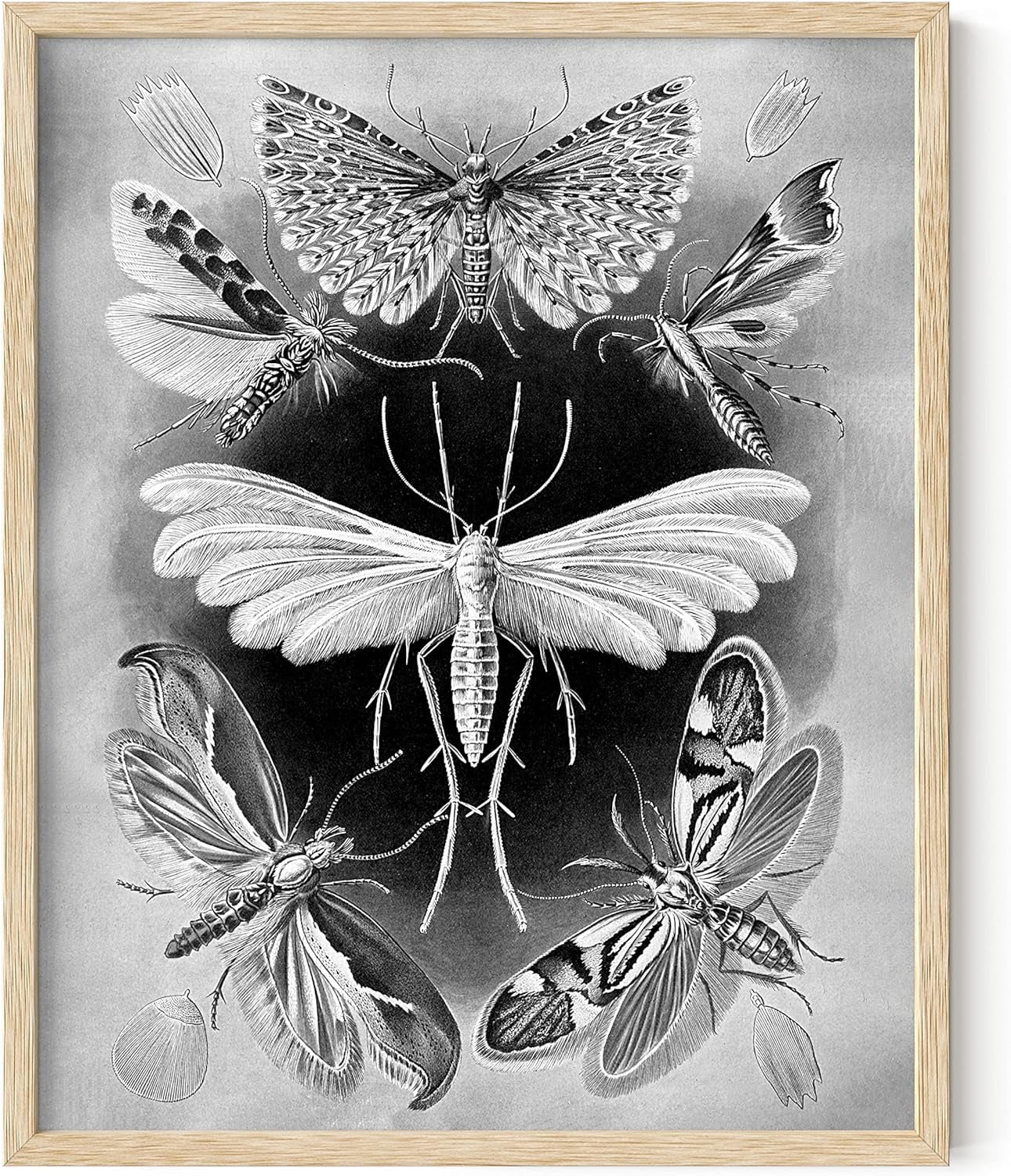 HAUS AND HUES Haeckel Prints Gothic Wall Decor - Goth Room Decor ...