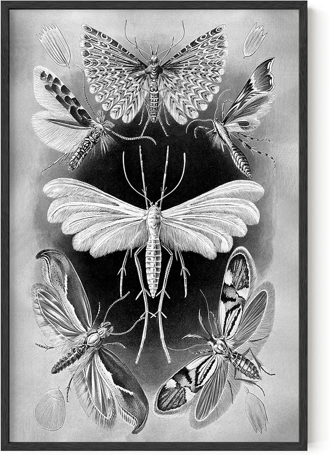 HAUS AND HUES Haeckel Prints Gothic Wall Decor - Goth Room Decor ...