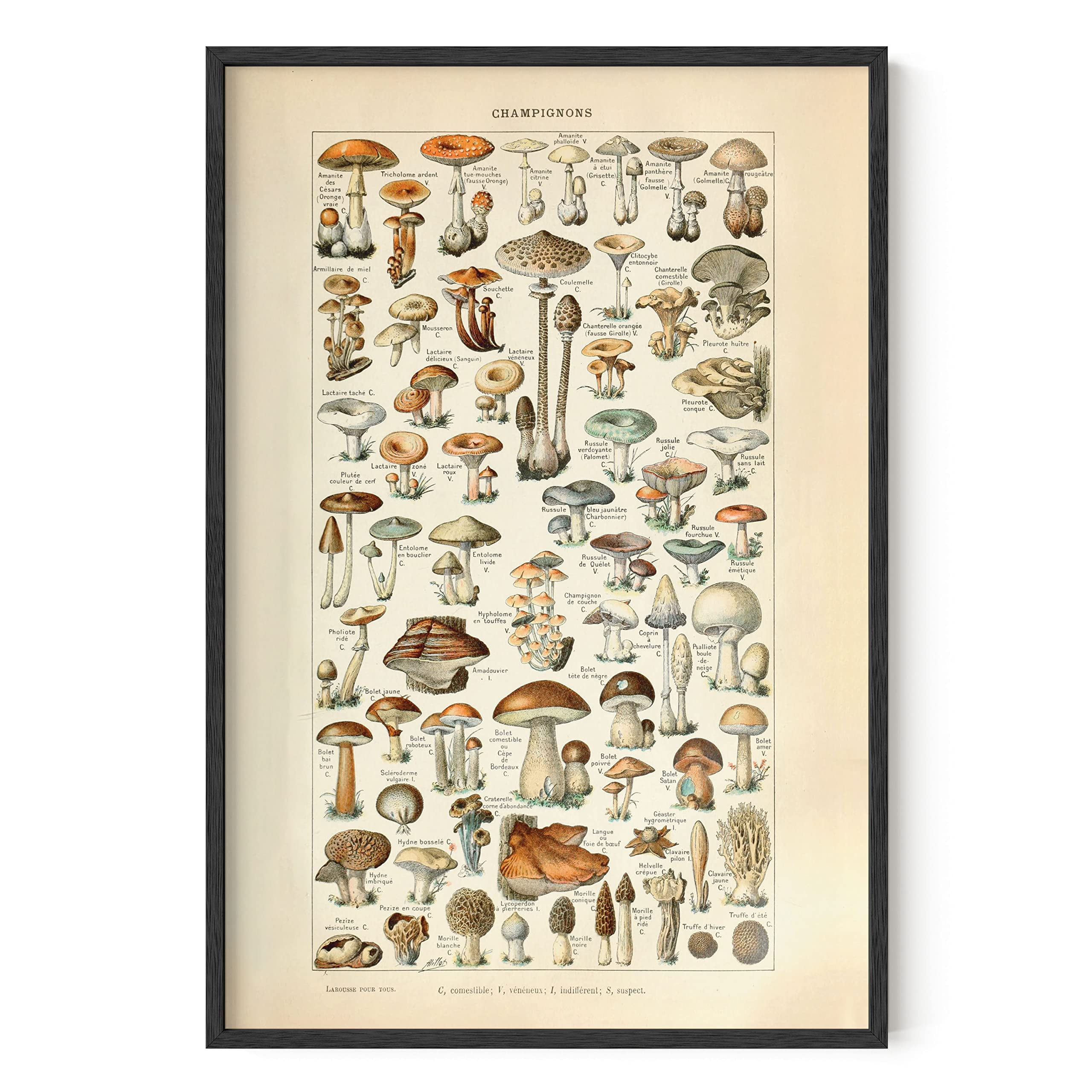 HAUS AND HUES Vintage Adolphe Poster & Chart - Adolphe Millot Poster ...