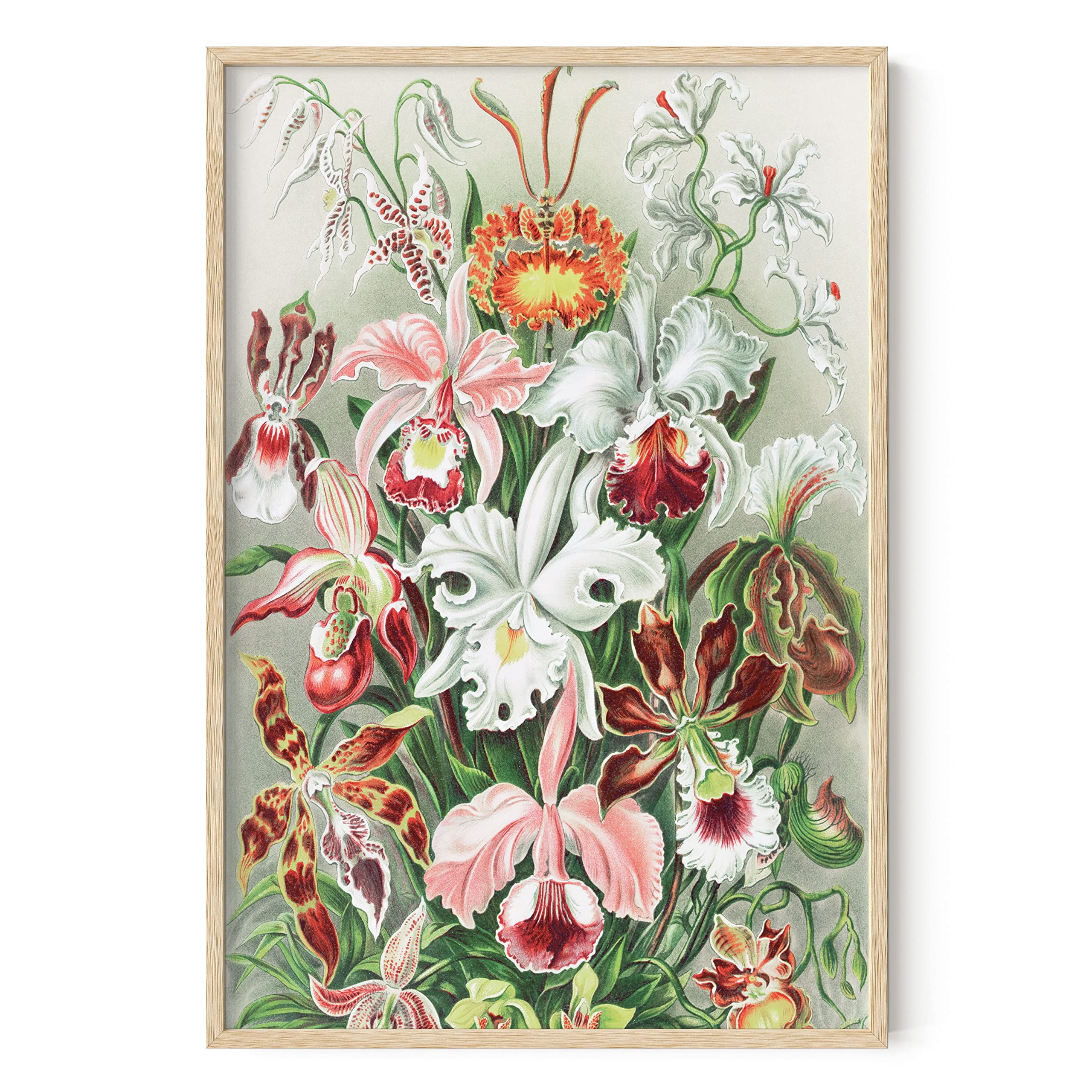 HAUS AND HUES Vintage Flower Poster & Botanical Wall Art - Haeckel ...