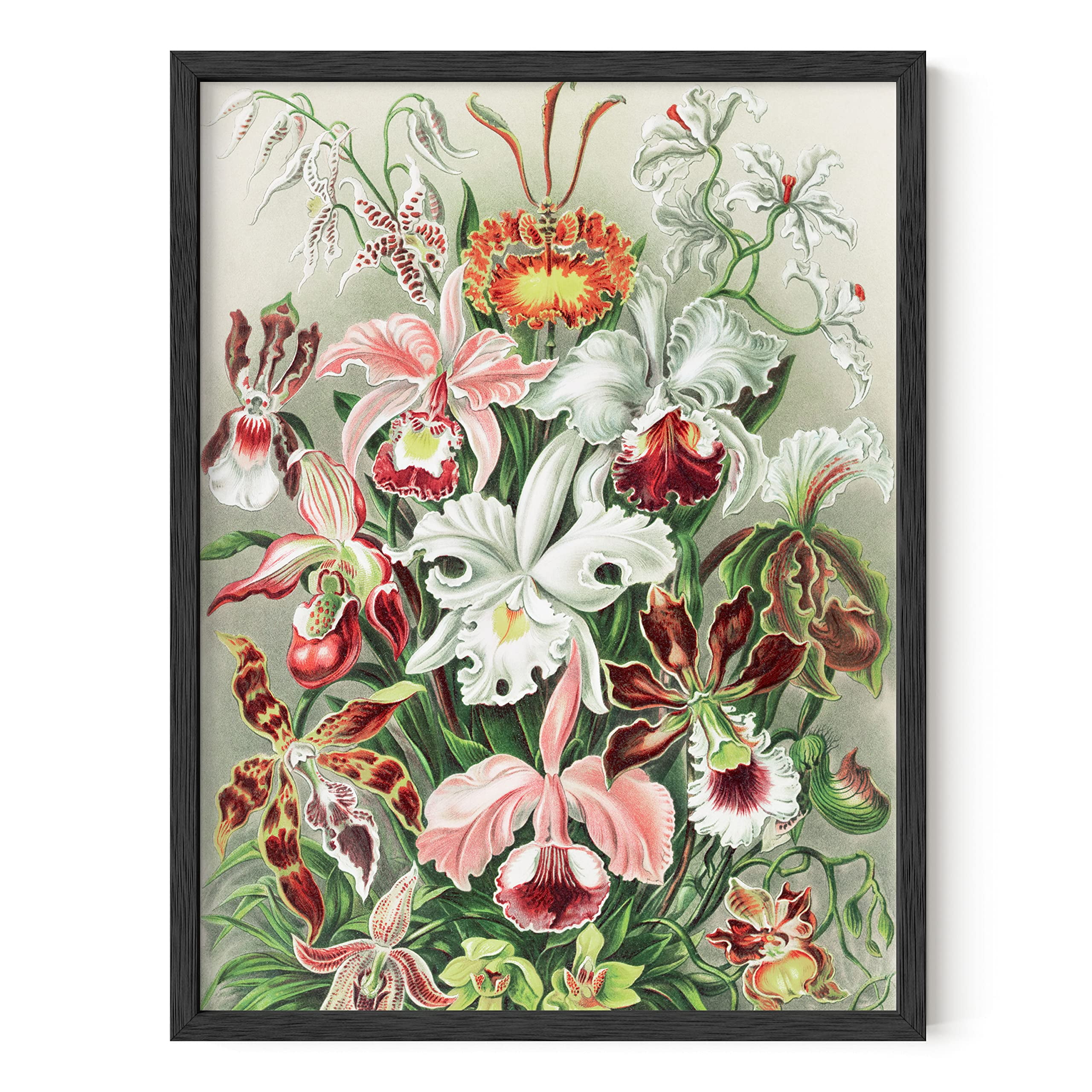 HAUS AND HUES Vintage Flower Poster Botanical Wall Art - Haeckel ...