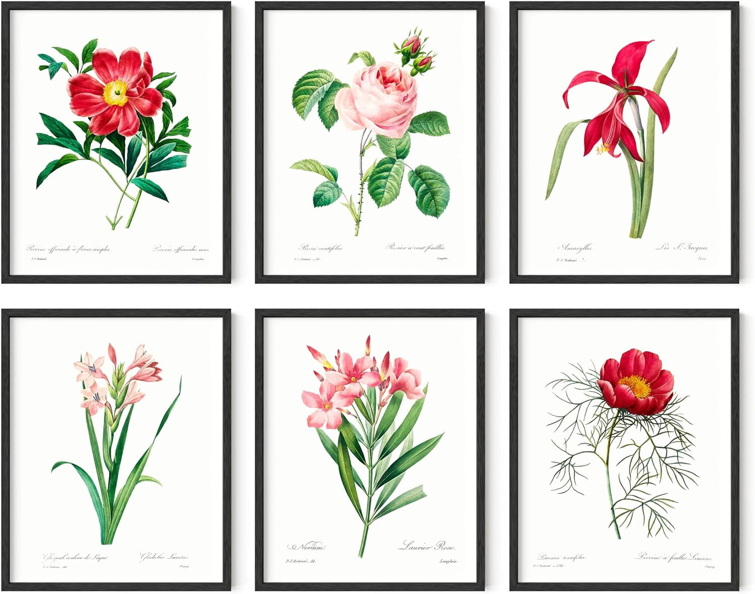 HAUS AND HUES Vintage Flower Posters and Prints - Set of 6 Wildflower ...