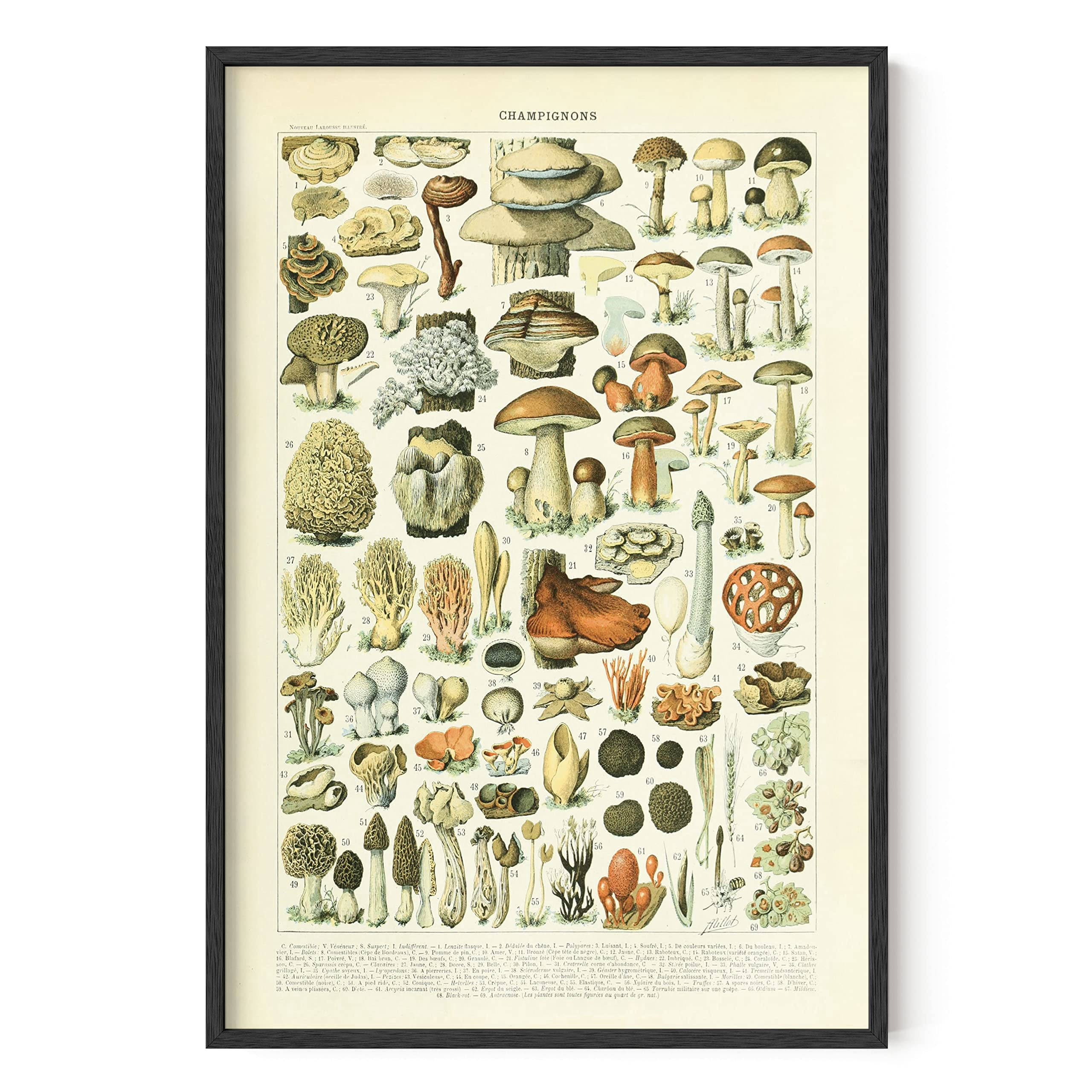HAUS AND HUES Vintage Mushroom Posters & Mushroom Wall Art - Adolphe ...