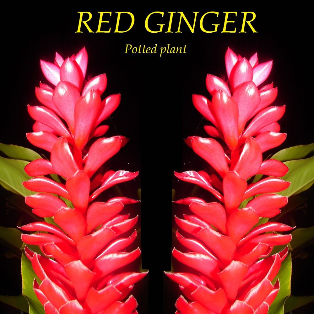 ~HAWAIIAN RED GINGER~ Alpinia purpurata TROPICAL Red Cones LIVE Small ...