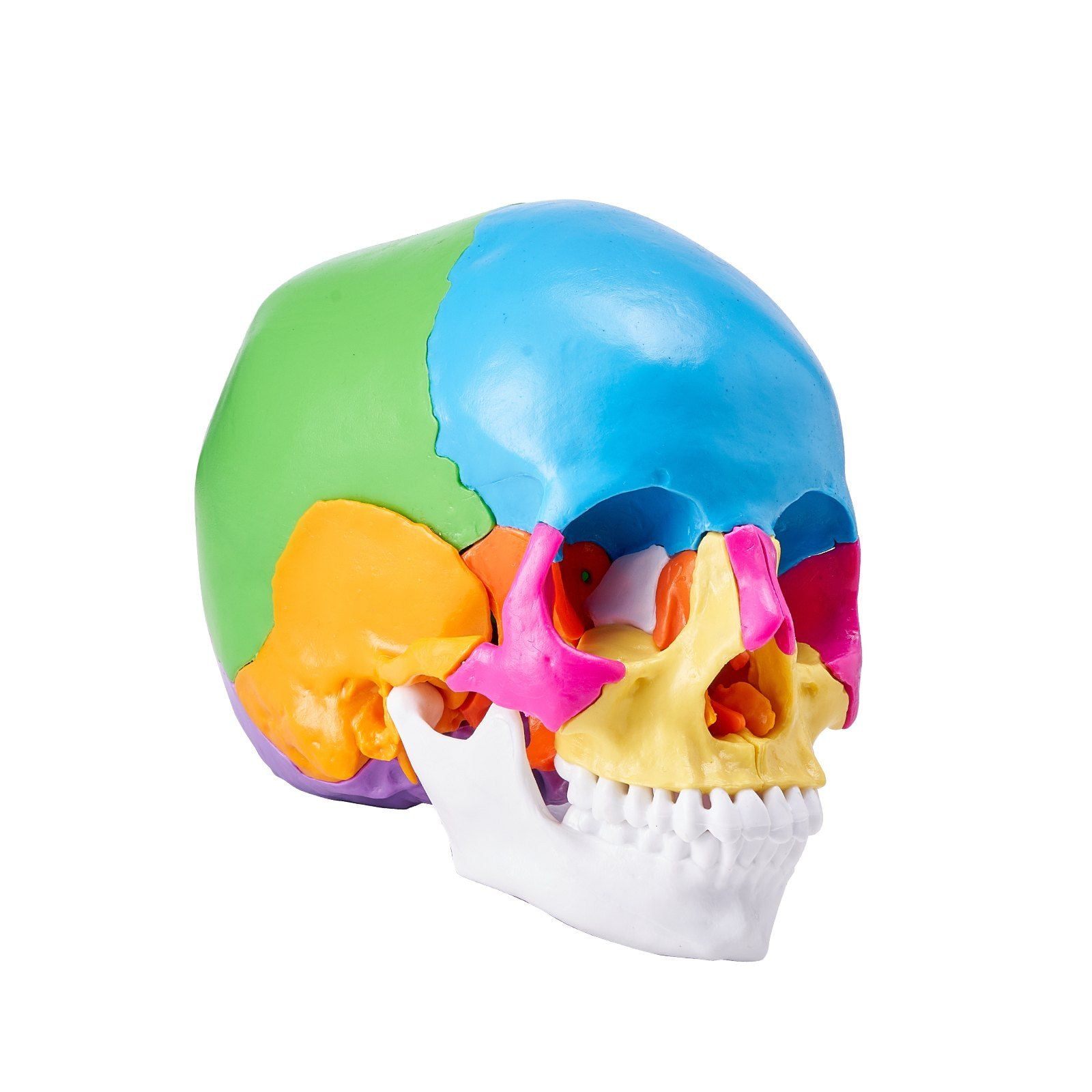 HCY Human Skull Model, 22 Parts Human Skull Anatomy, Life-Size Painted ...