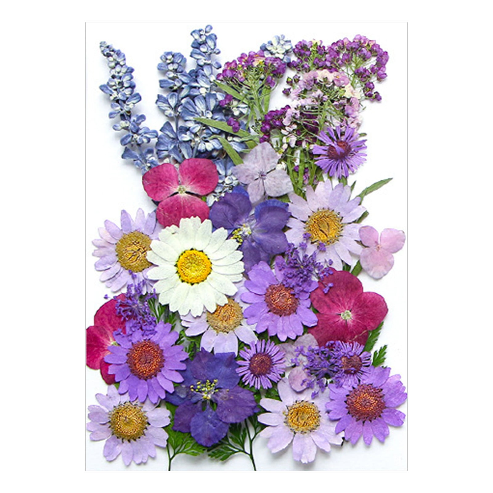 HDWUEN Pressed Dried Flowers,DIY Daisy Leaves Flowers,Floral Handcraft ...