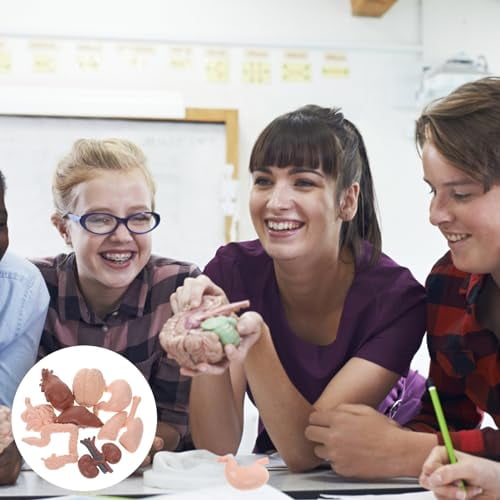 HEALLILY 16 Pcs Human Organ Model Learning Organ Model Organs Teaching ...