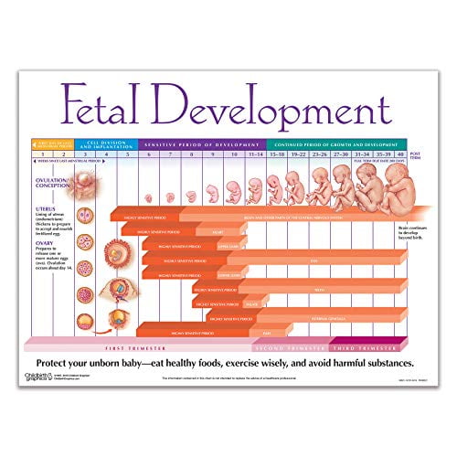 HEALTH EDCO Fetal Development Chart - Walmart.com