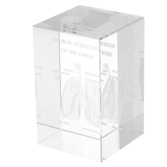 HEANUJJ Crystal Human Lung Anatomy Model with 3D Engraving Glass ...