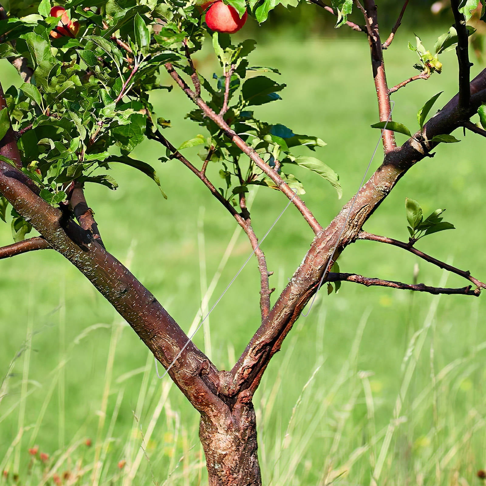 HEANUJJ 50Pcs Fruit Tree Support Tree Branch Spreader Galvanized Steel ...