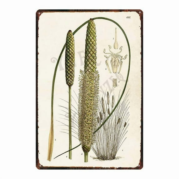 HELLOYOUNG 20X30CM Lavender Metal Poster - Vintage Garden Sign, Perfect ...