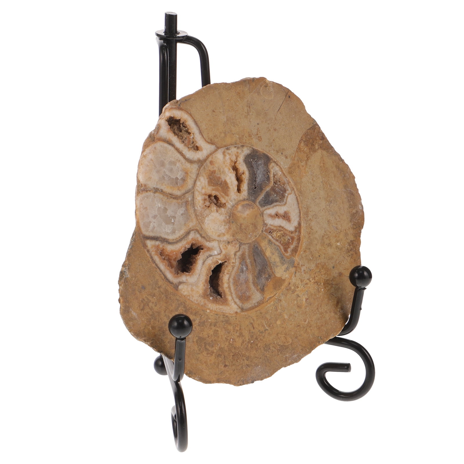 HEMOTON 1 Set Multi Colorful Ammonite Specimen for Table Decor and ...