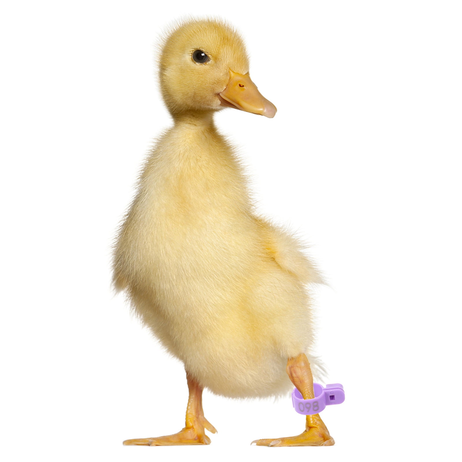 HEMOTON 100 Pcs Bands Chicken Rings Foot Poultry Leg Marking - Walmart.com